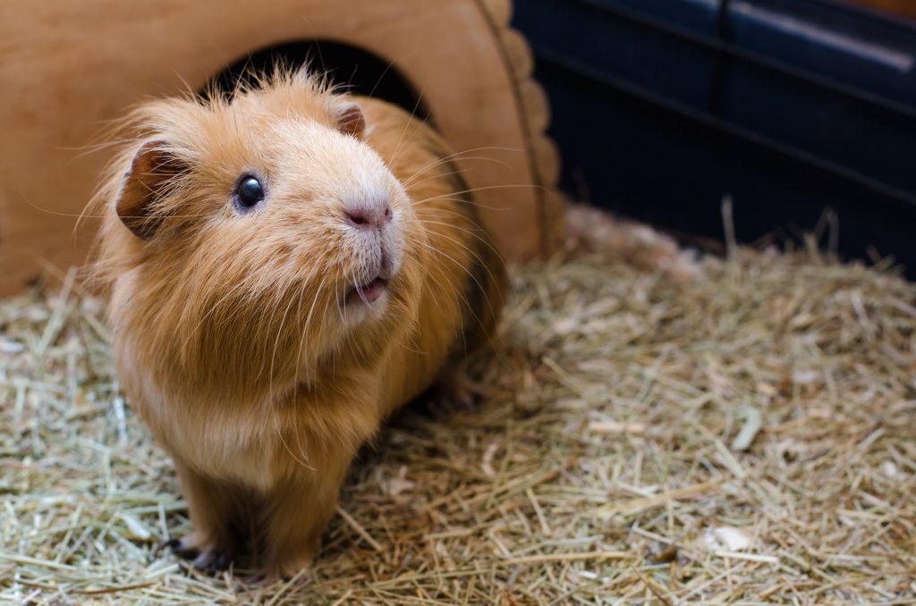 Importance of Veterinary Care for Pocket Pets | A to Z Veterinary Clinic