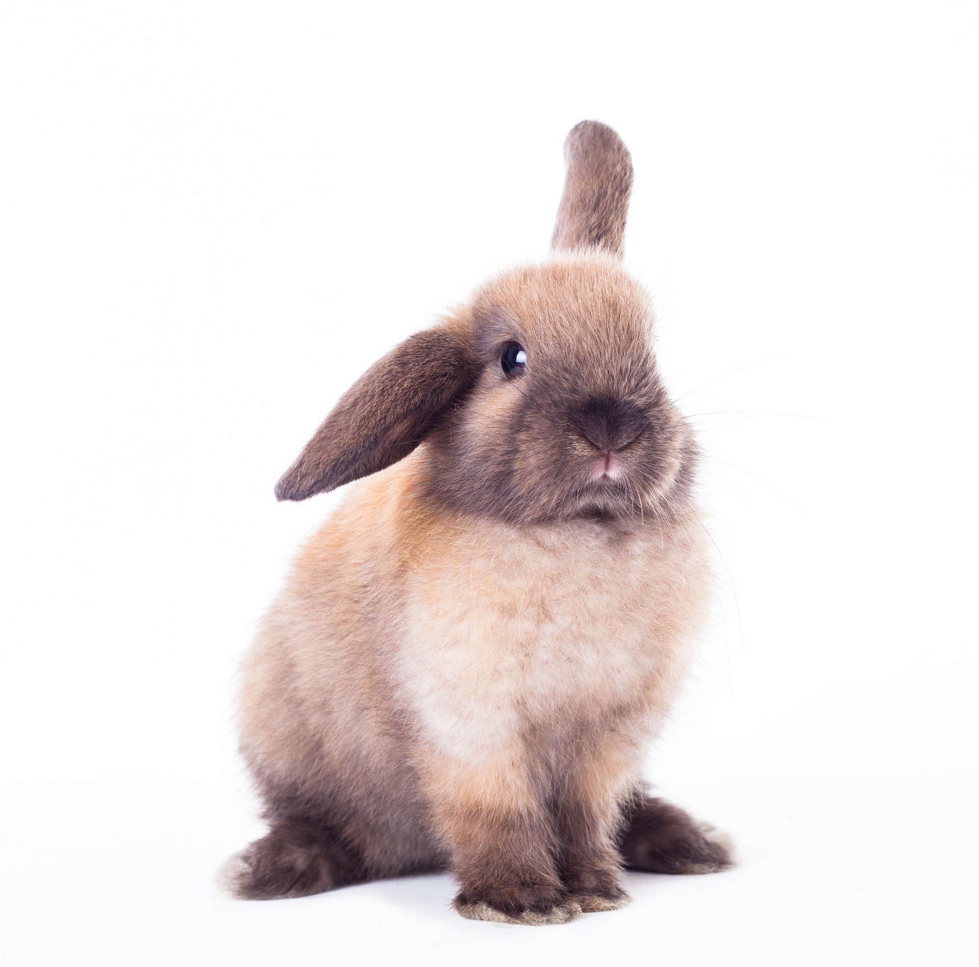A Care Guide For New Rabbits: Housing & Exercise | A to Z Veterinary Clinic